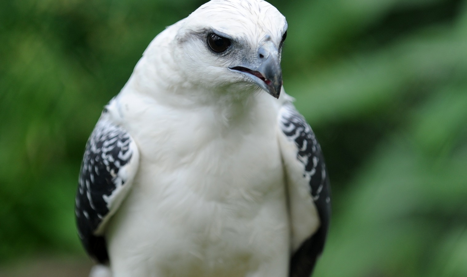 Reverência amazônica! Conheça o explendor das aves do Amazonas.