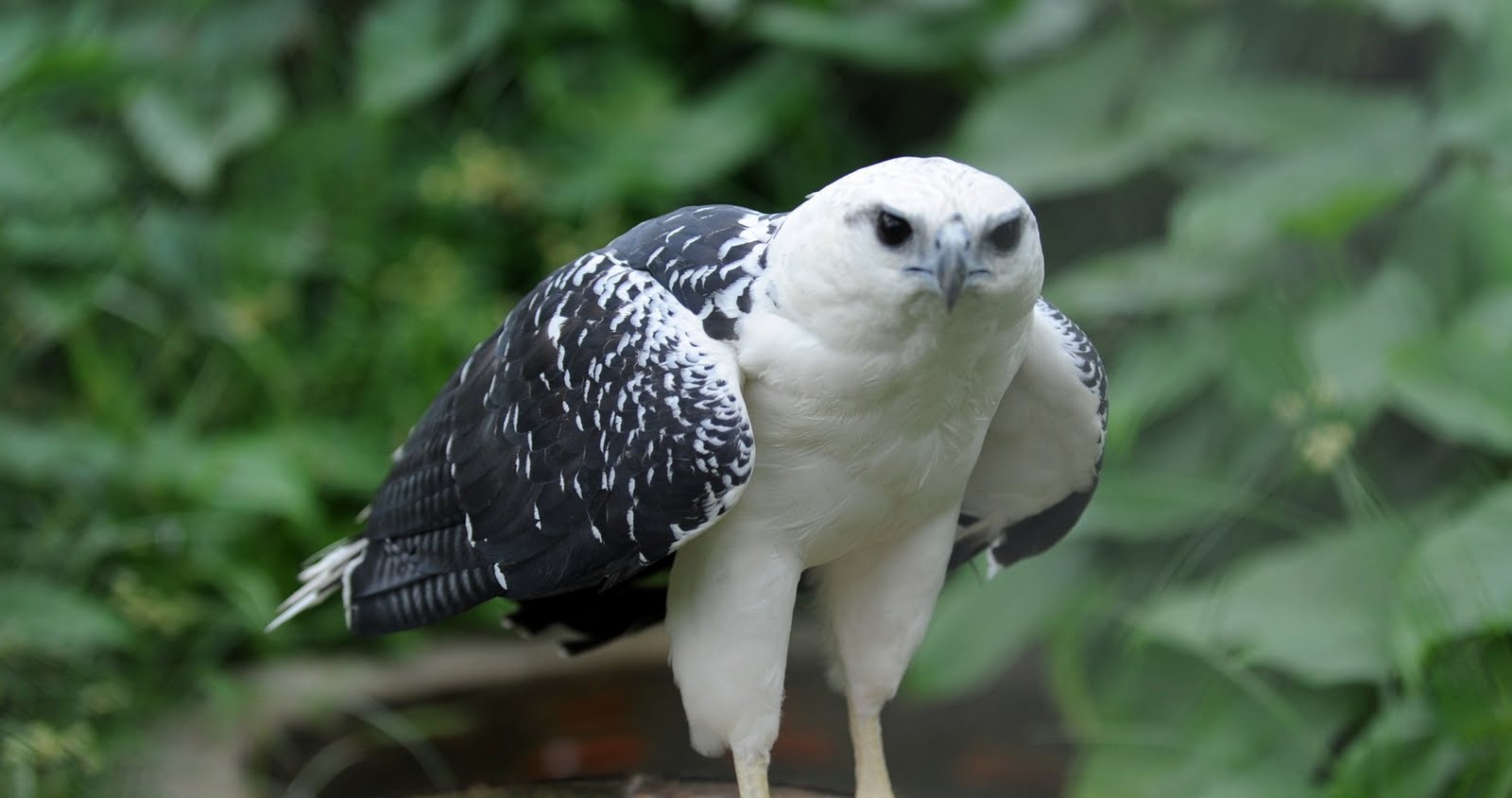 Reverência amazônica! Conheça o explendor das aves do Amazonas.