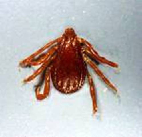 VACCIN ANTIPROSTIE PREVENTIV: Boala Lyme (Borelioza)