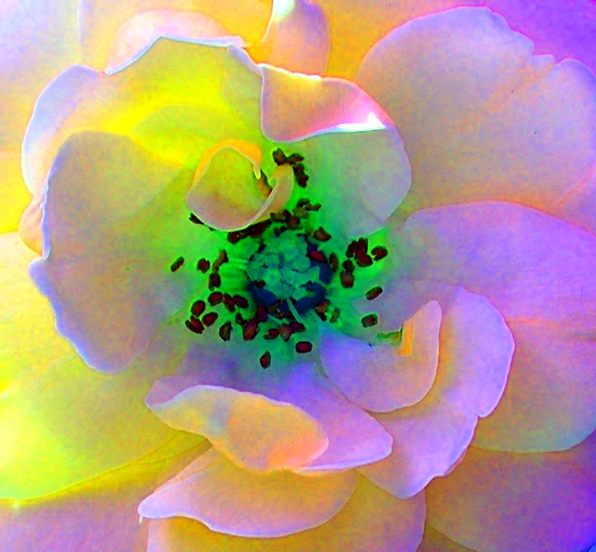 Picture of the Week: Psychedelic Rose