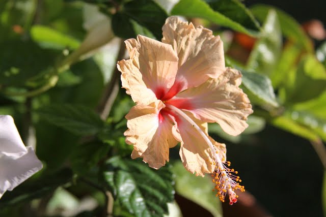 Hibiscus rosa-sinensis: Hibiscus rosa-sinensis 'Sprinkle Rain'Hibiscus ...