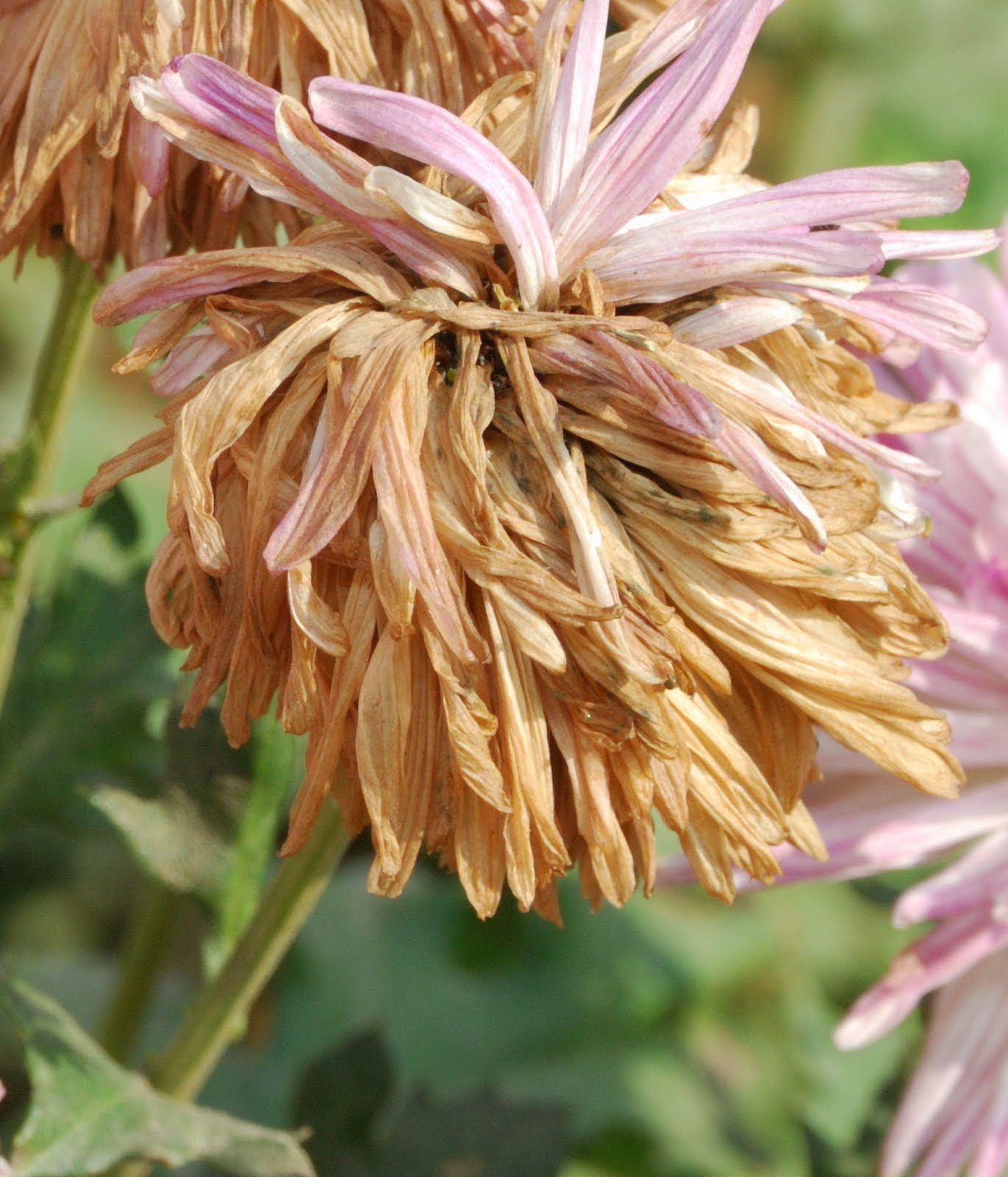 "Search the Divine": the withered flower.....