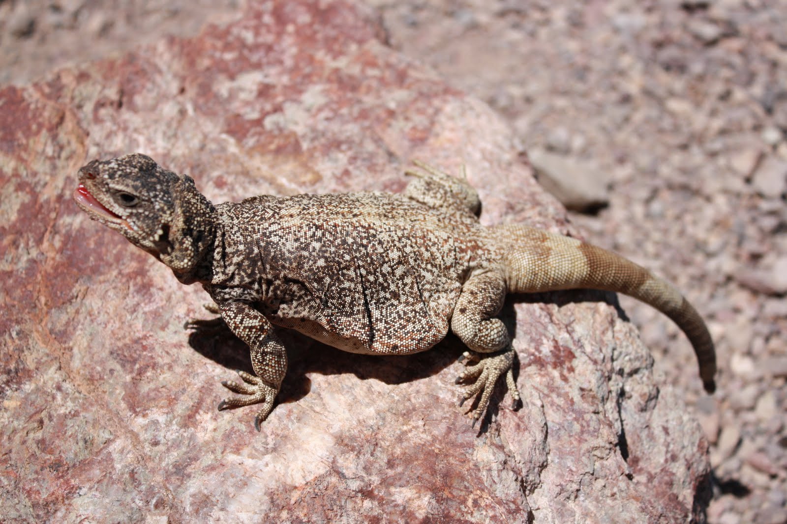 Mojave Brad: The Amazing Chuckwalla!