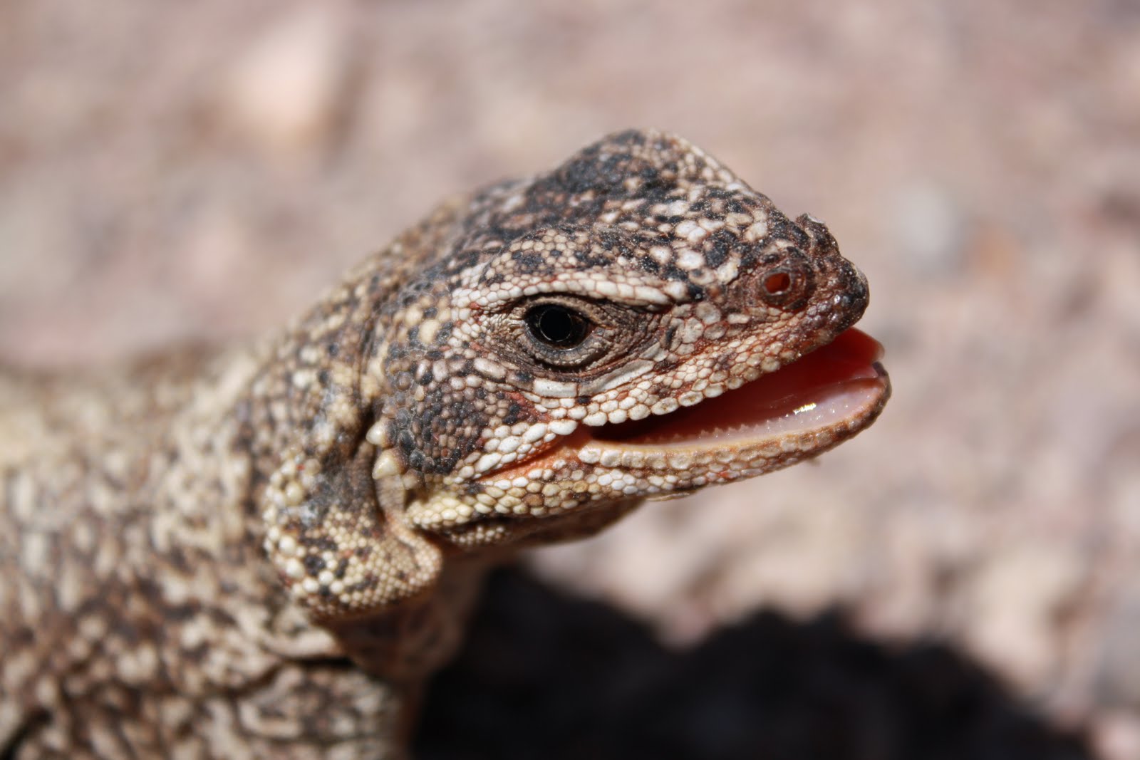 Mojave Brad: The Amazing Chuckwalla!