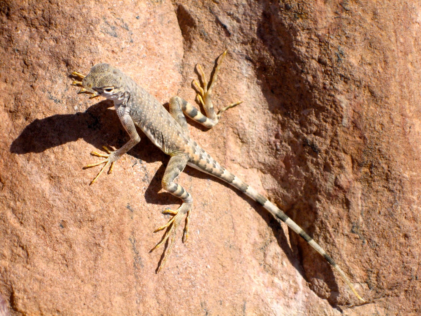 Mojave Brad: My Lizard Photo Collection