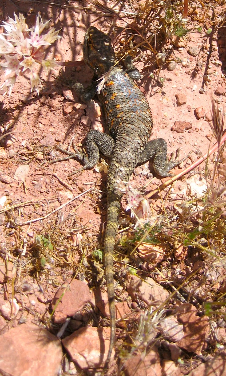 Mojave Brad: My Lizard Photo Collection