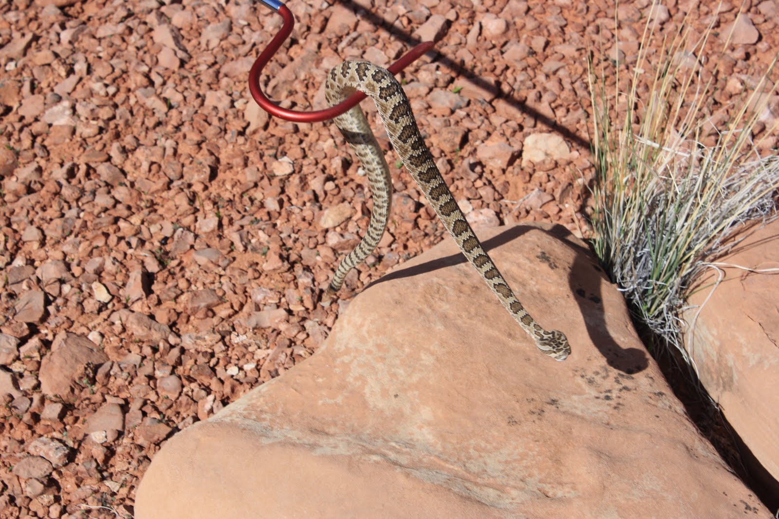Mojave Brad: Catching a Great Basin Rattlesnake at Toroweap!