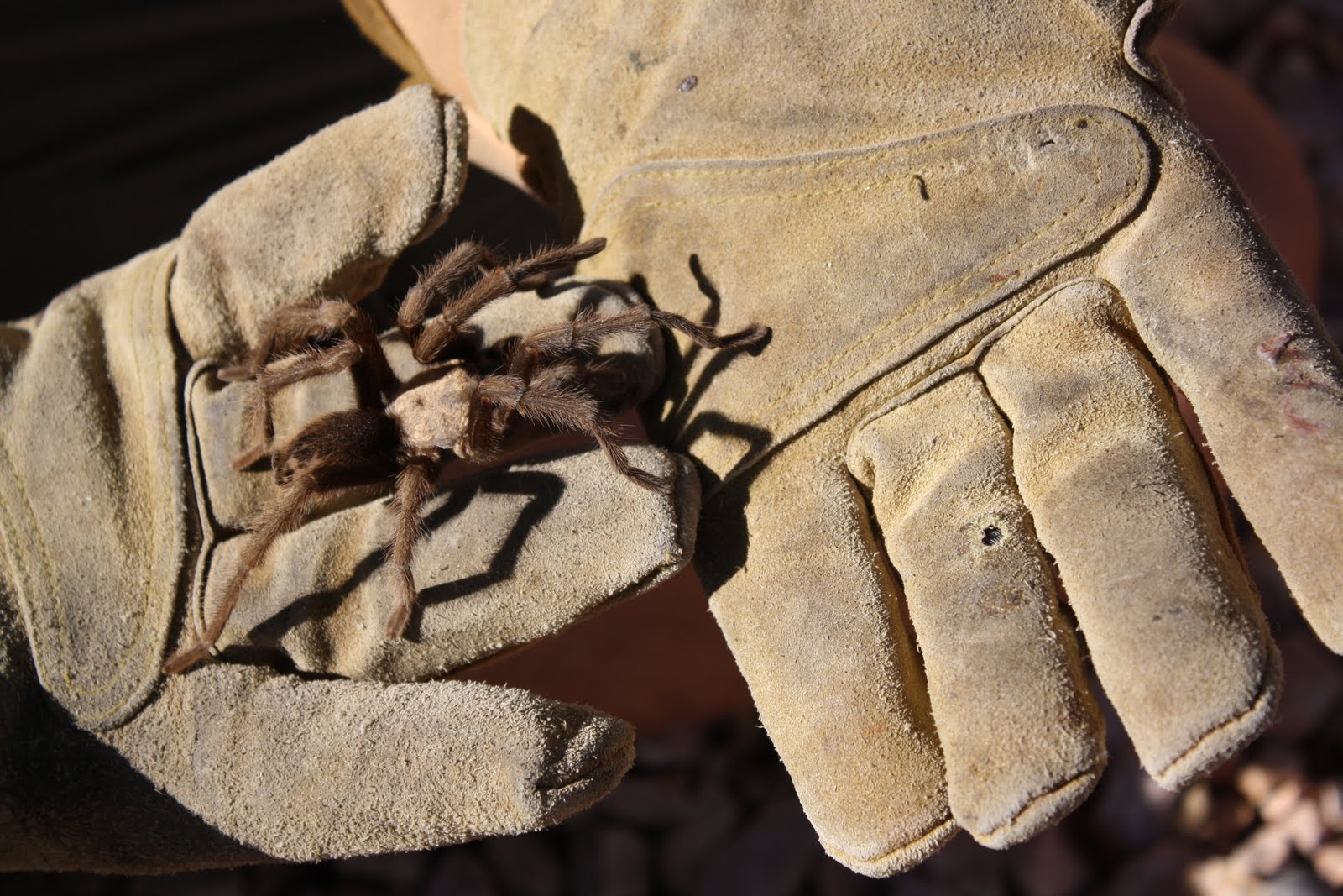 Mojave Brad: It's Autumn . . . . .it's Tarantula time!