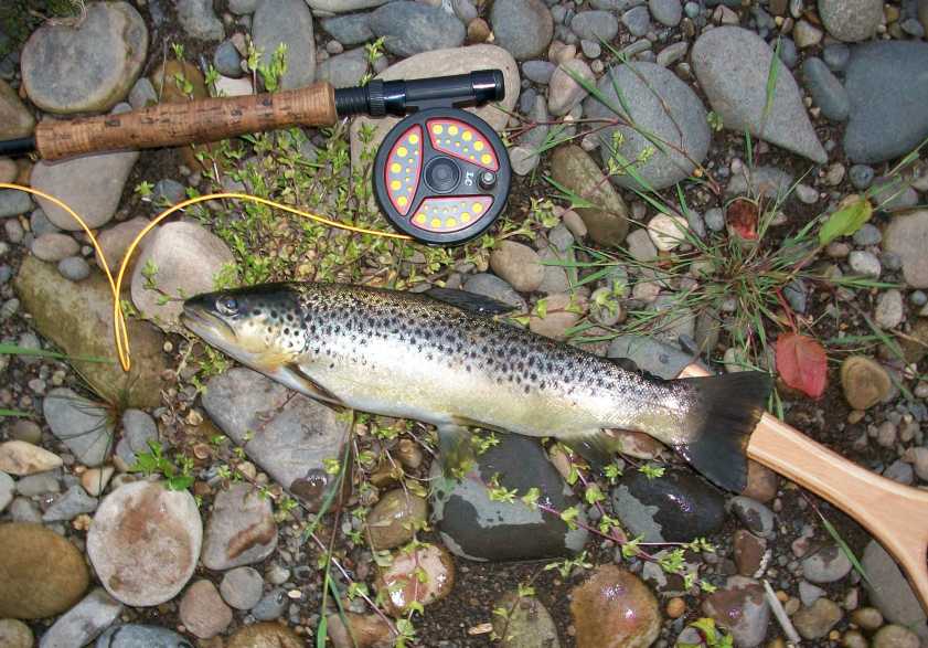 The Flee, Float & Foto: River Tees Fly Fishing