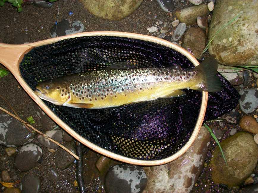 The Flee, Float & Foto: River Tees Fly Fishing