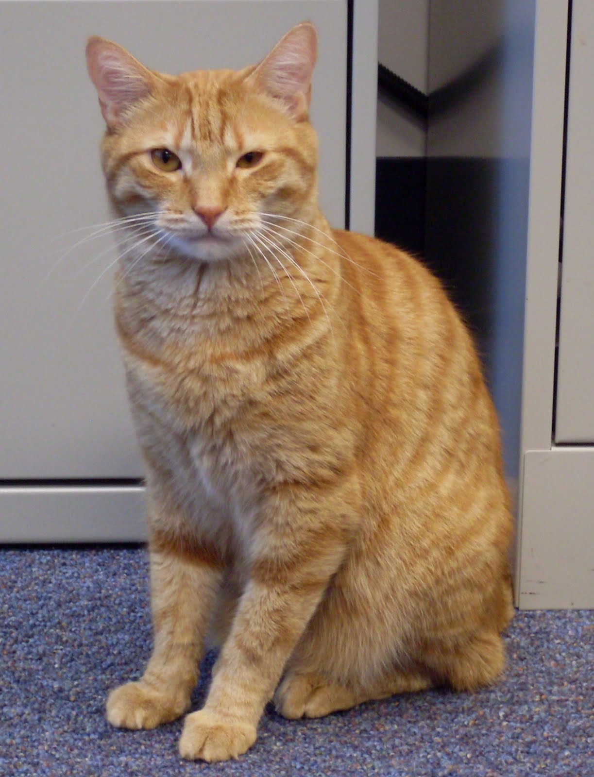 The Adventures of Chance, the Thorntown Library Cat: Have a Crummy ...