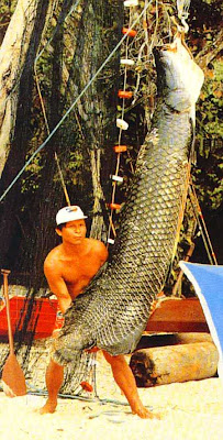 THE BIG FISH: gigas arapaima - the giant arowana