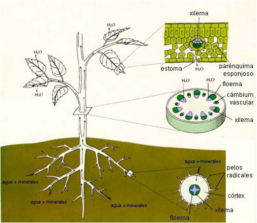 betty maldonado: HISTOLOGÍA Y MERISTEMOS