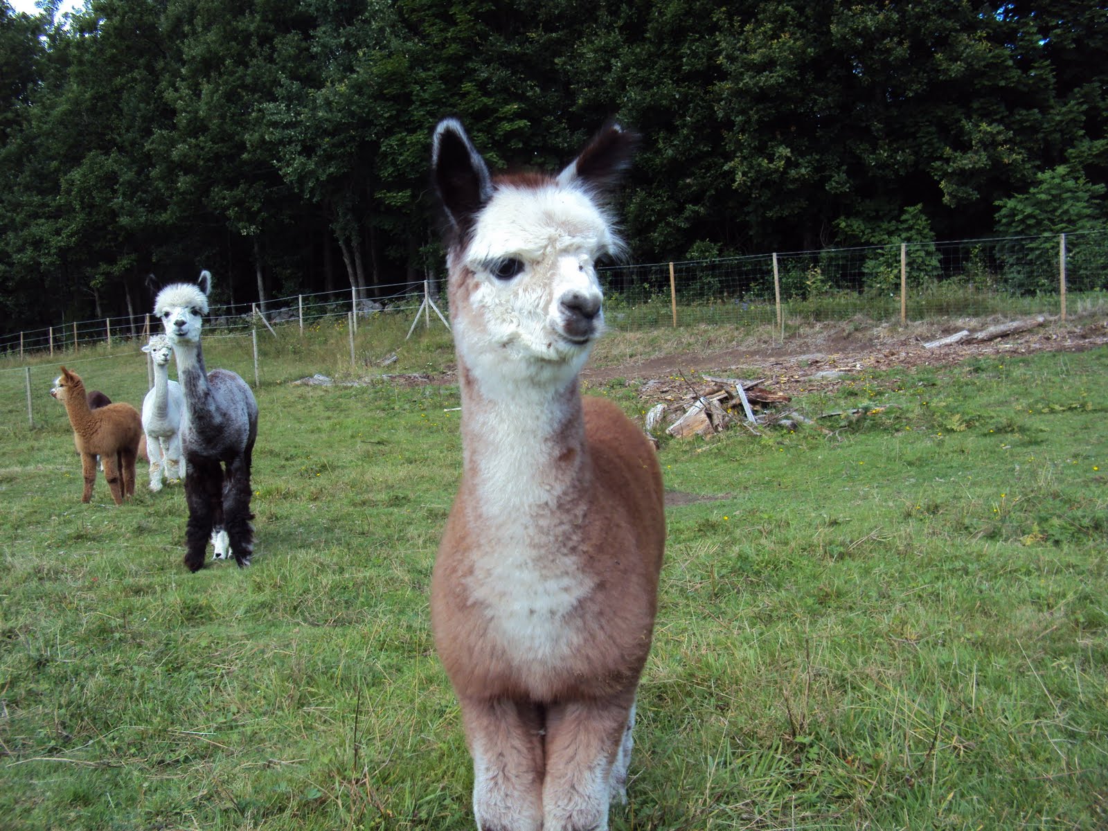 Tovade ting och målade tygdockor ♥: Alpackor på Harsås gård