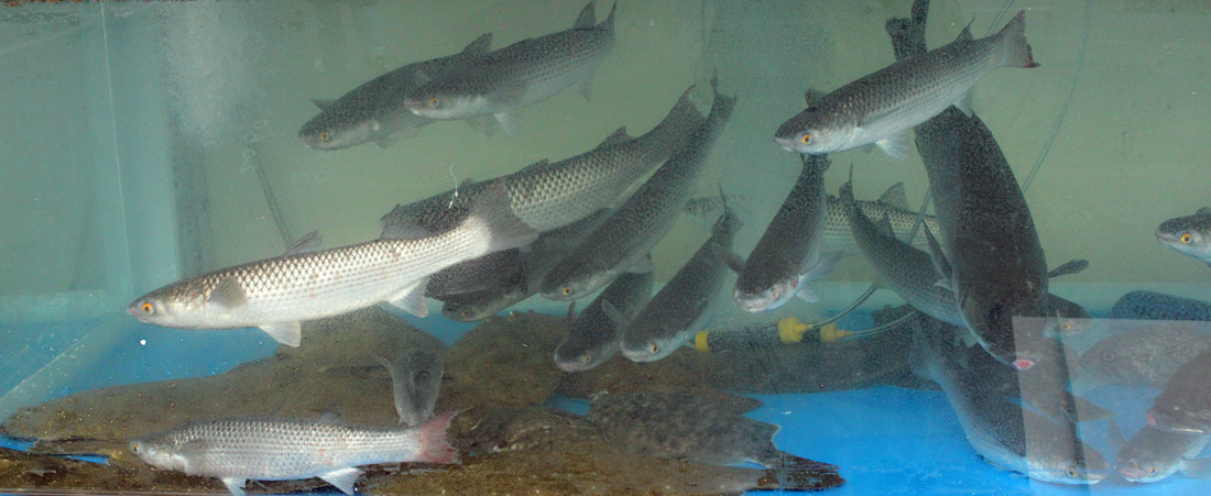 The Mason's: 1st Okpo Exploring Trip