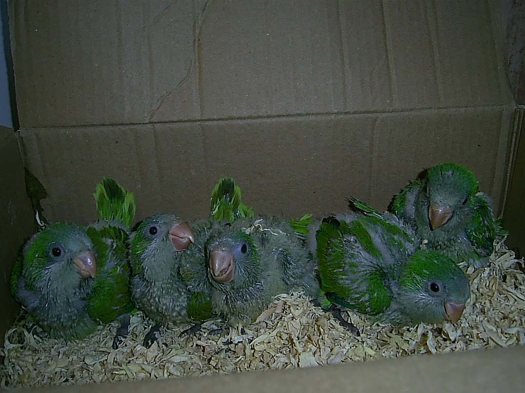 APAEC (Asociación Protectora de Animales Exóticos de Cataluña ...