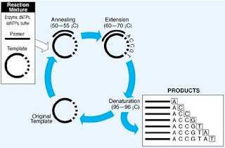 Biologi SMA: Mengenal Teknik DNA Sequencing