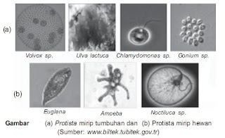 Biologi SMA: Klasifikasi Protista