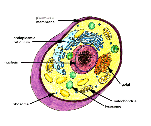 Biologi SMA: Struktur dan Fungsi Sel