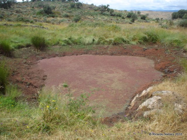 Viver Casteleiro: Charcos com vida