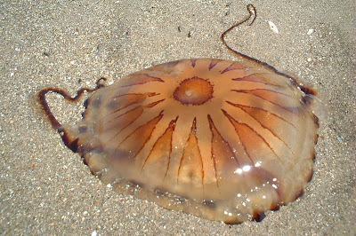 NATUURWEETJES: Over stekende kwallen