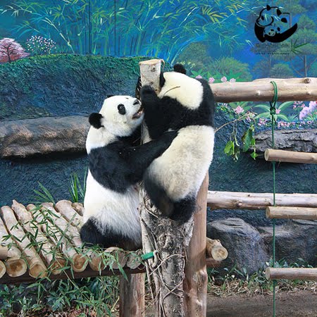 Thai Panda: 1st Happy Birthday, Panda cub - Lin Ping