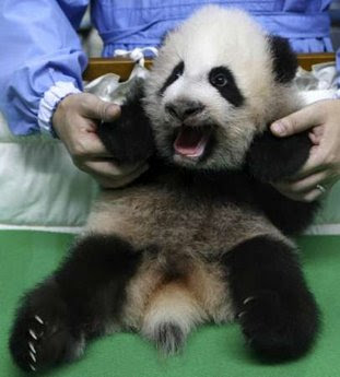 Thai Panda: The 101-day-old cub was born at the zoo to its mother Lin Hui.