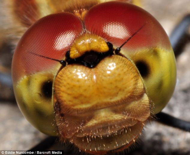 Thaipanda+: Bug-eyed: The cartoon faces of insects caught in incredible ...