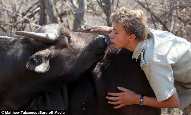 Thaipanda+: The buffalo whisperer: Luke, 13, tames one of Africa's most ...