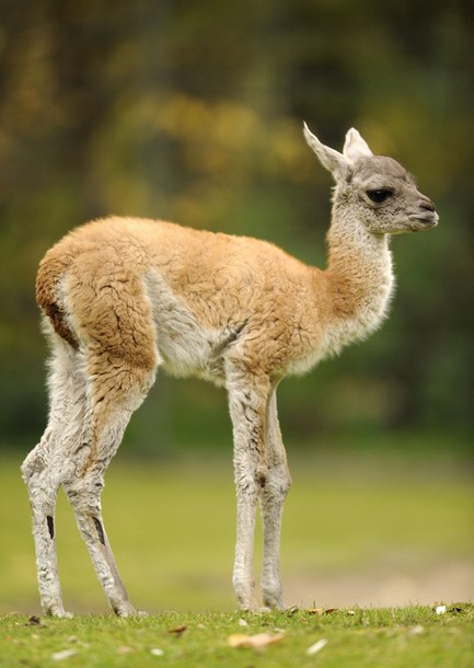 Thaipanda+: Guanaco calf makes her debut at the Berlin Zoo