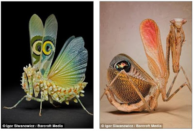 dailypetfwd: It's showtime! The dancing praying mantis and his insect ...