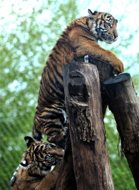 Six-month-old Sumatran tiger Mali makes her first appearance ...