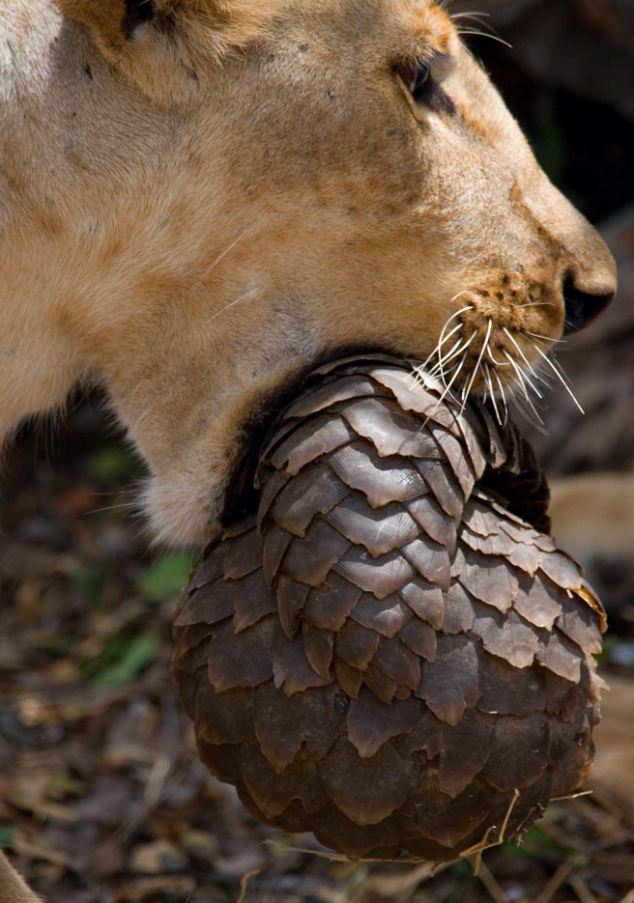 Thai Panda: The armour-plated animal that was too much of a mouthful ...