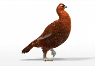 Thai Panda: Tiptoeing in the snow, a f-f-frozen pheasant as the Met ...