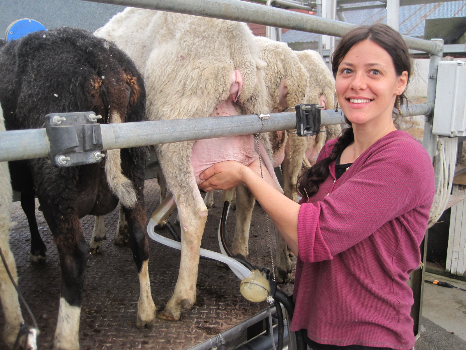 Ewe and Cheese: 7. Milking