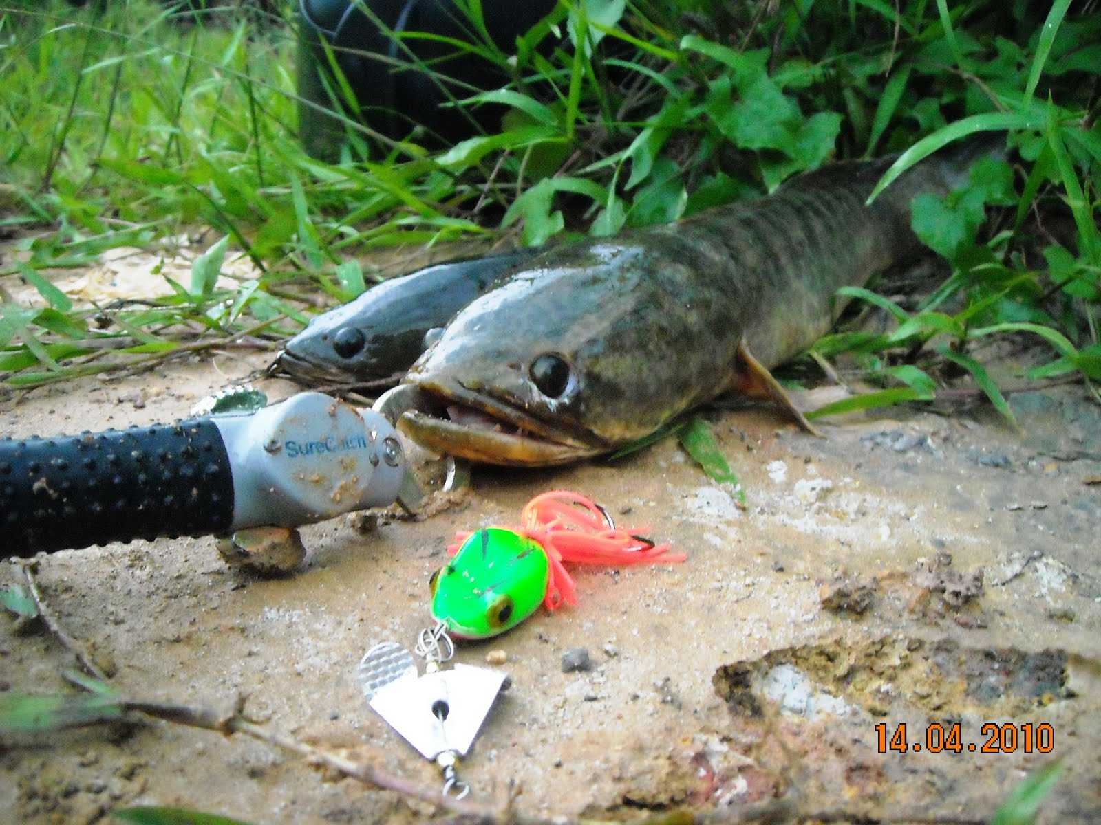 born 2 fish: ikan haruan (snake head)