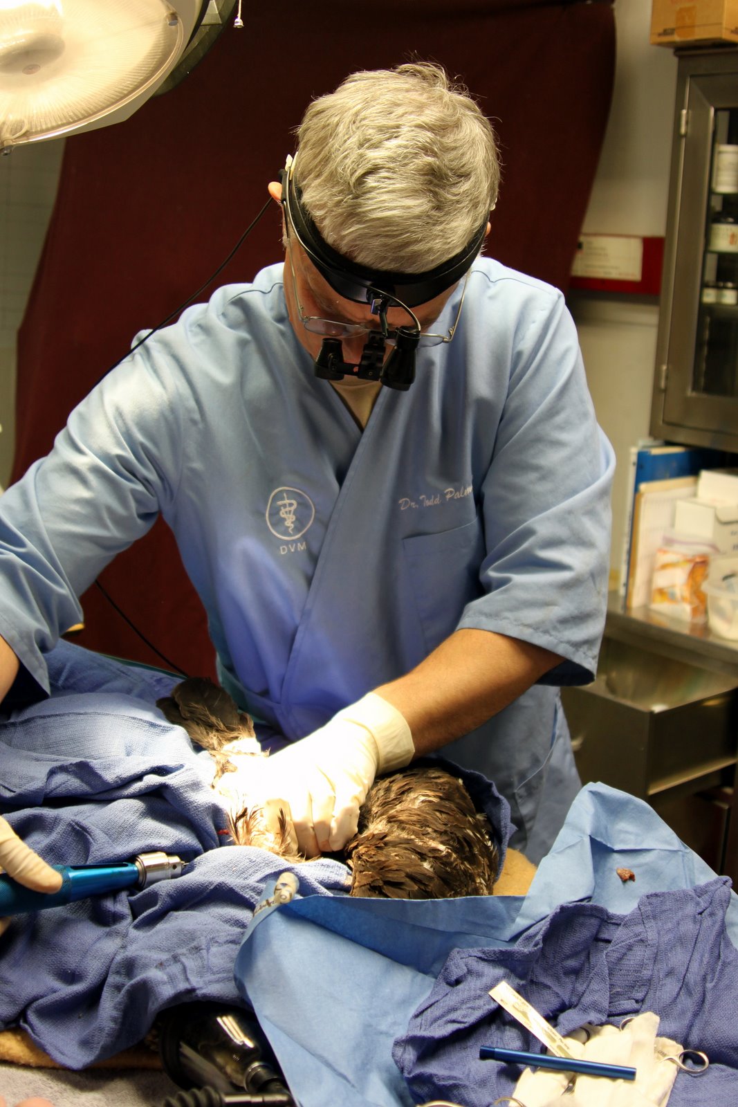 Bird Treatment and Learning Center: Immature bald eagle hit by truck