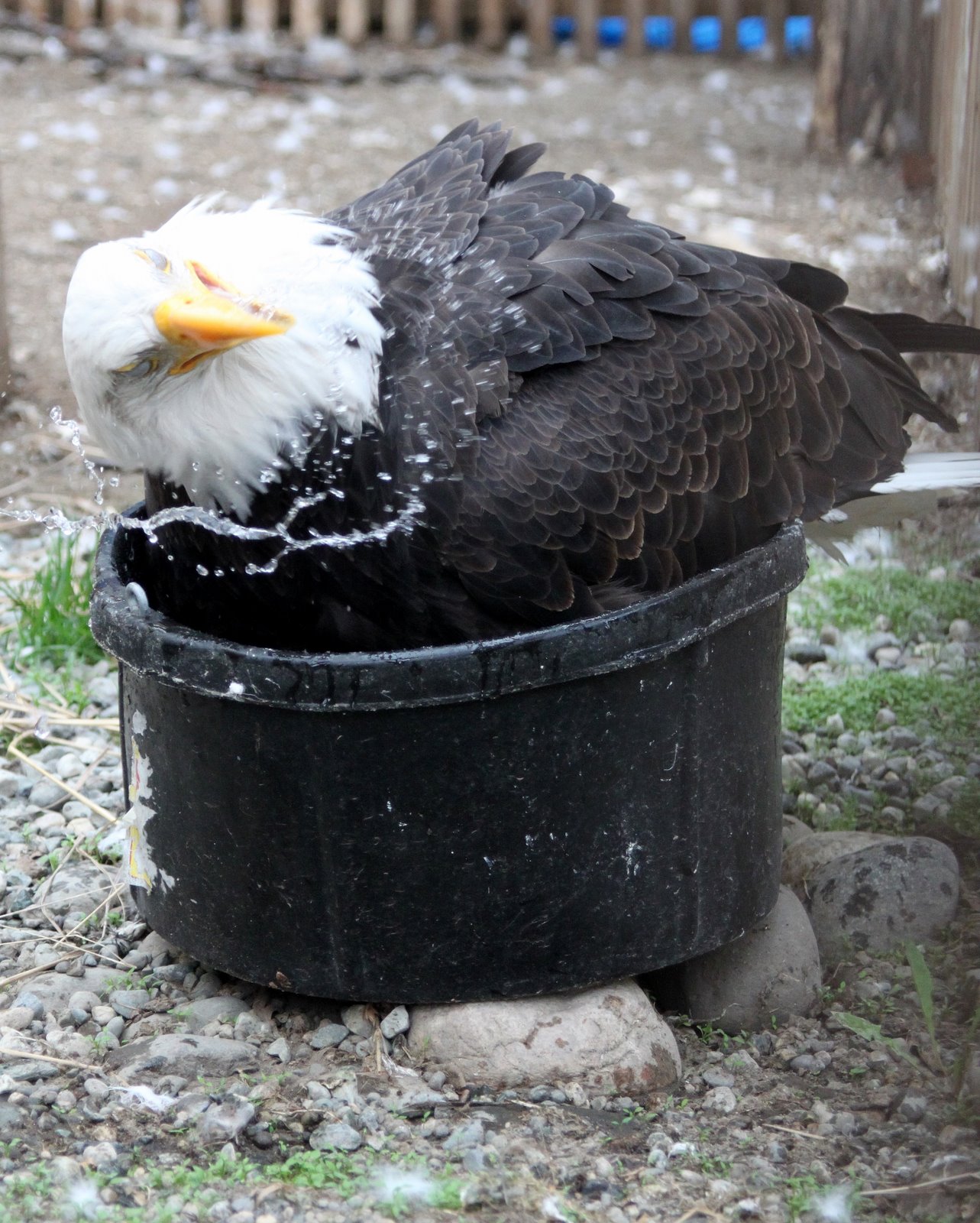 Bird Treatment and Learning Center: Bald Eagle Taking a bath