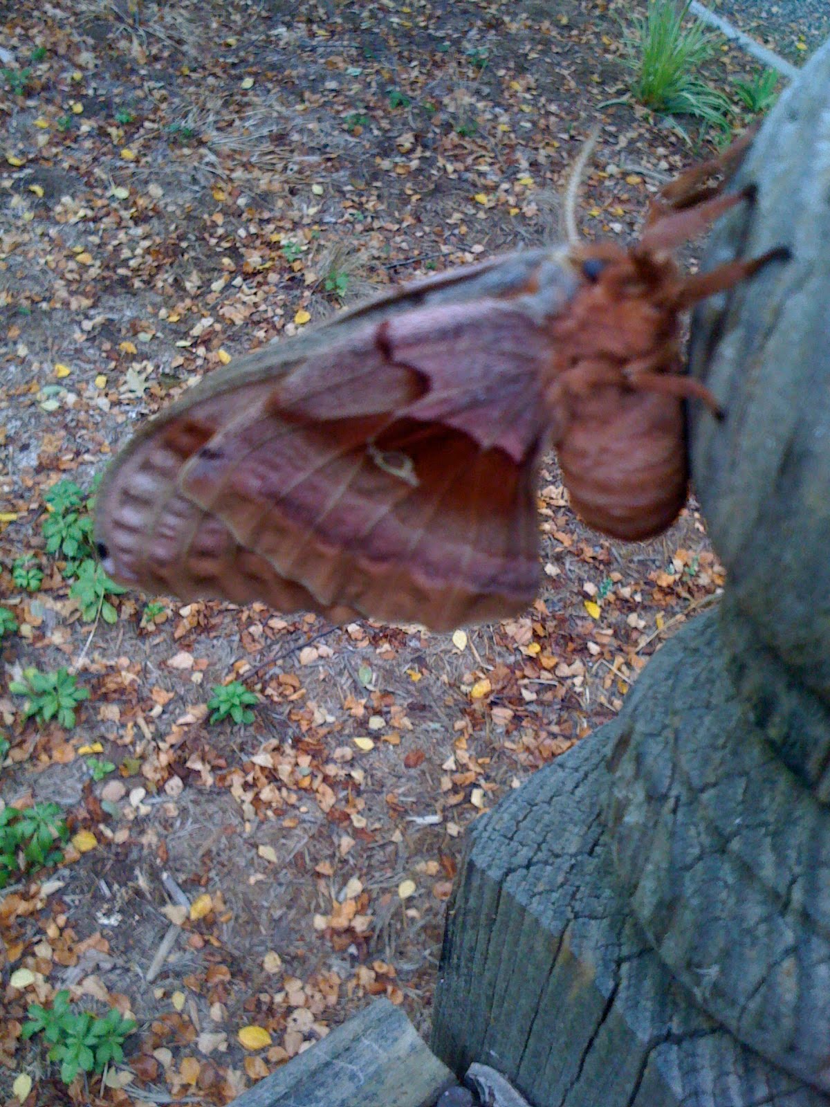 the rusty hoe: giant silk moth