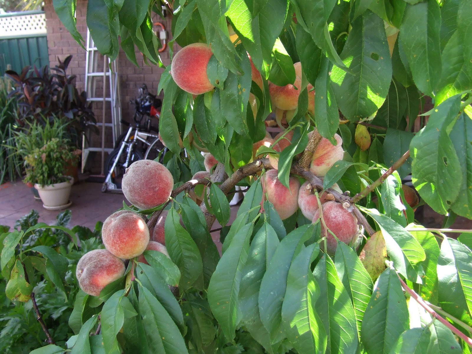 Around The Summer Garden - The Greening of Gavin