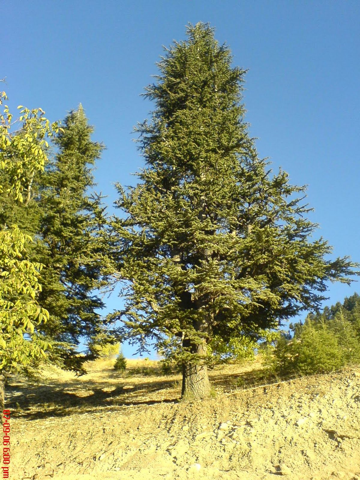 Çaglayancerit Resimleri: BİR ULU AĞAÇ; KAMALAK (SEDİR) AĞACI