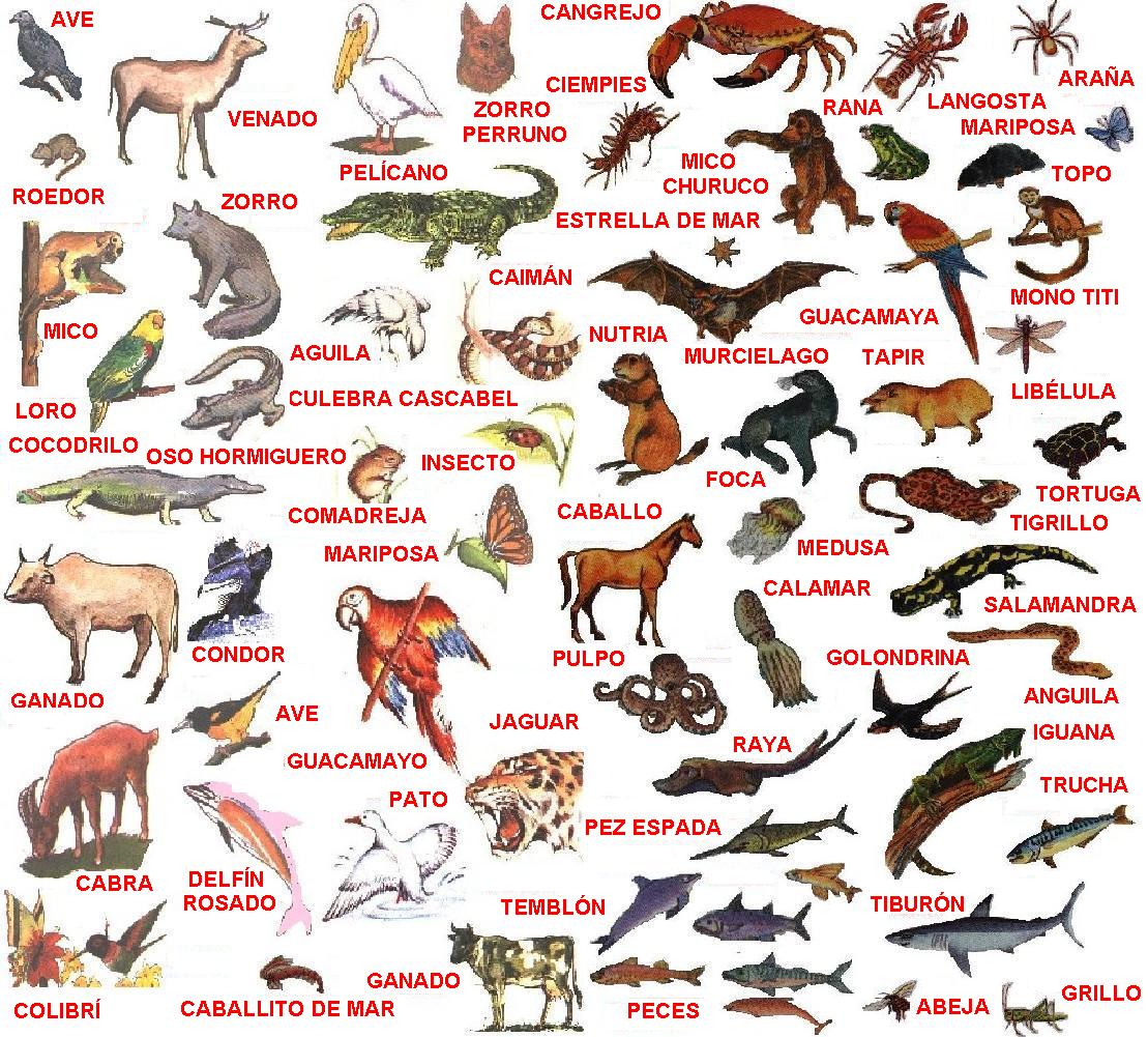 la flora y fauna