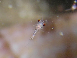 The Mad Monk: Friendly Fridays: Some Baby Pictures