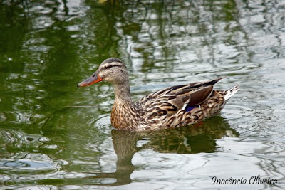Birds of Portugal: Pato-real / Mallard / Anas platyrhynchos