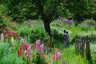 blurpenguin: Tree Crop Farm, Akaroa NZ