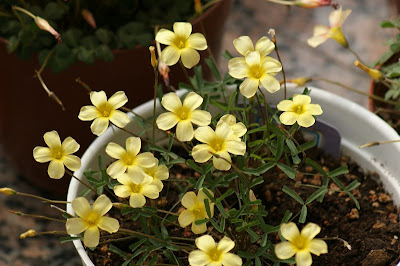 Oxalis spring