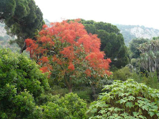 A Gibo's Tale: Celebrating Gibraltar's dishes... Summer beauties and ...