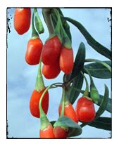Benefits of Wolfberry