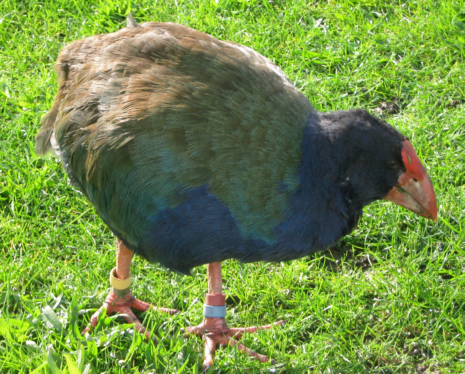 Drury Family Blog: Birds of New Zealand - Pix and Flix