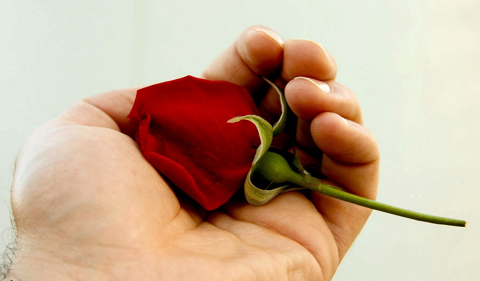 Gardened By Grace Why My Father Holds My Heart gardened-by-grace-why-my-father-holds-my-heart